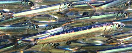 European Anchovy