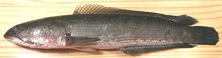 Snakehead / Mudfish